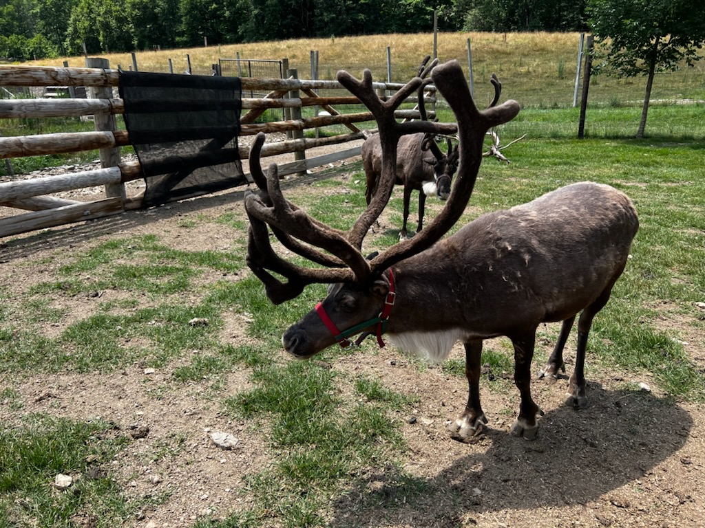 Meet the Reindeer – SRF Reindeer, Inc.