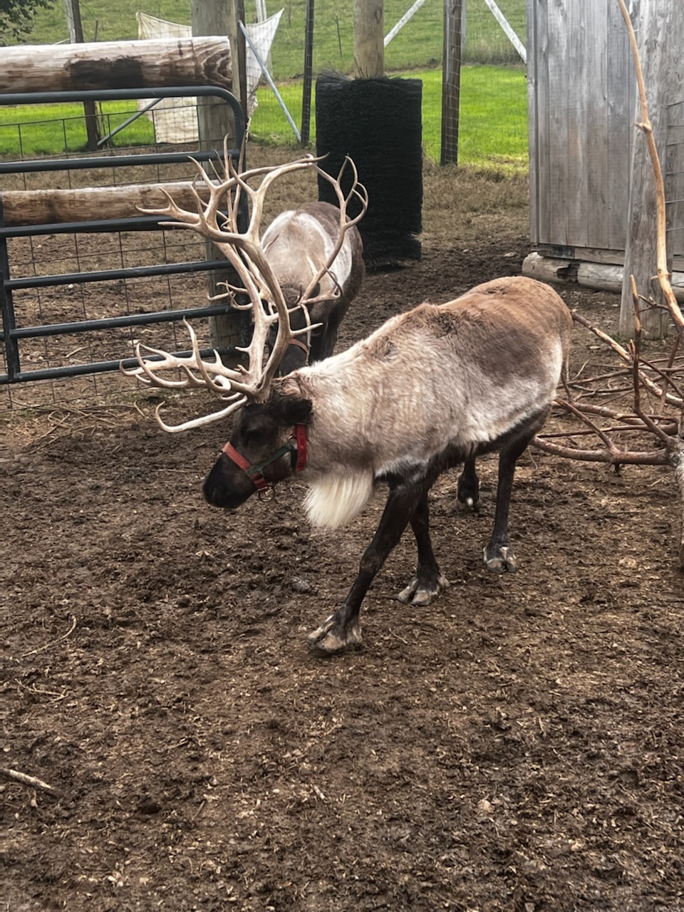 Meet the Reindeer – SRF Reindeer, Inc.