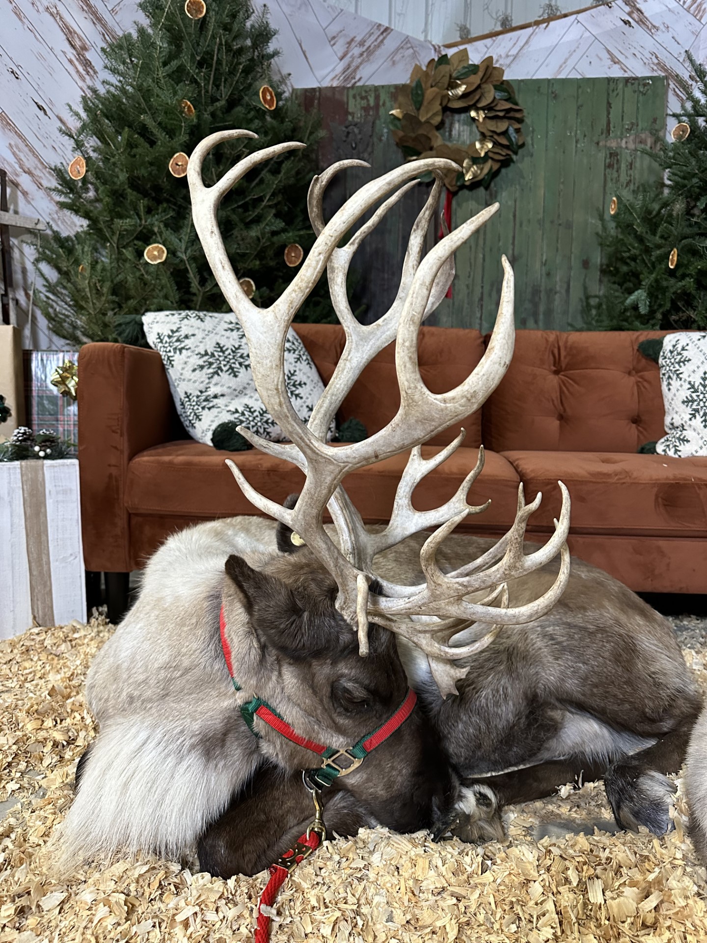 Home - SRF Reindeer, Inc.